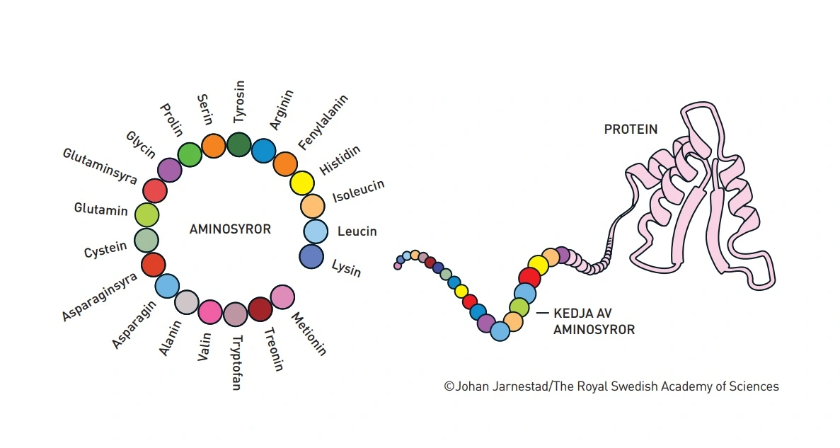 Årets Nobelpris i kemi hjälper oss att förstå livets byggstenar ...